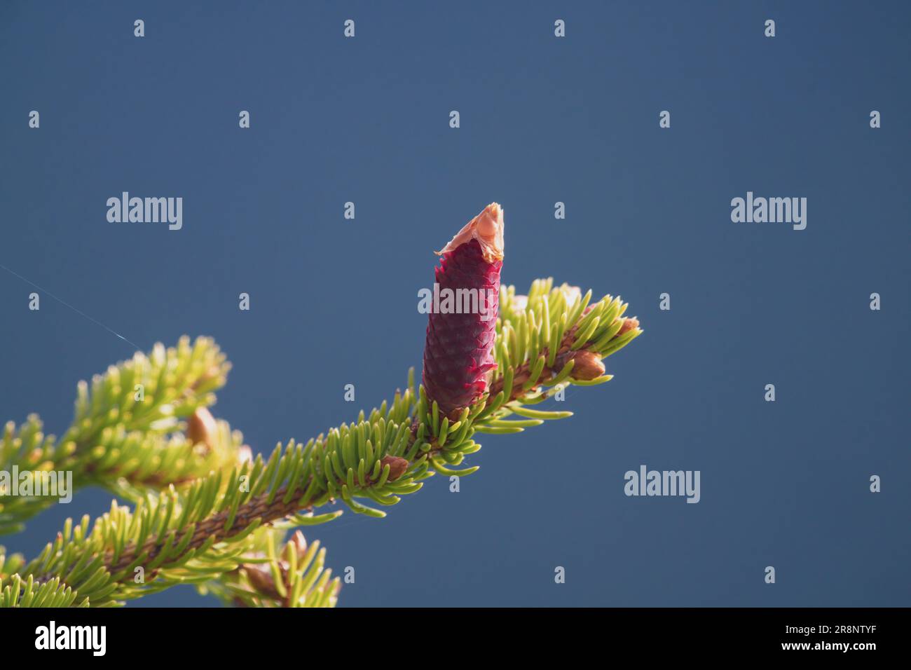 Red spruce tree hi-res stock photography and images - Alamy