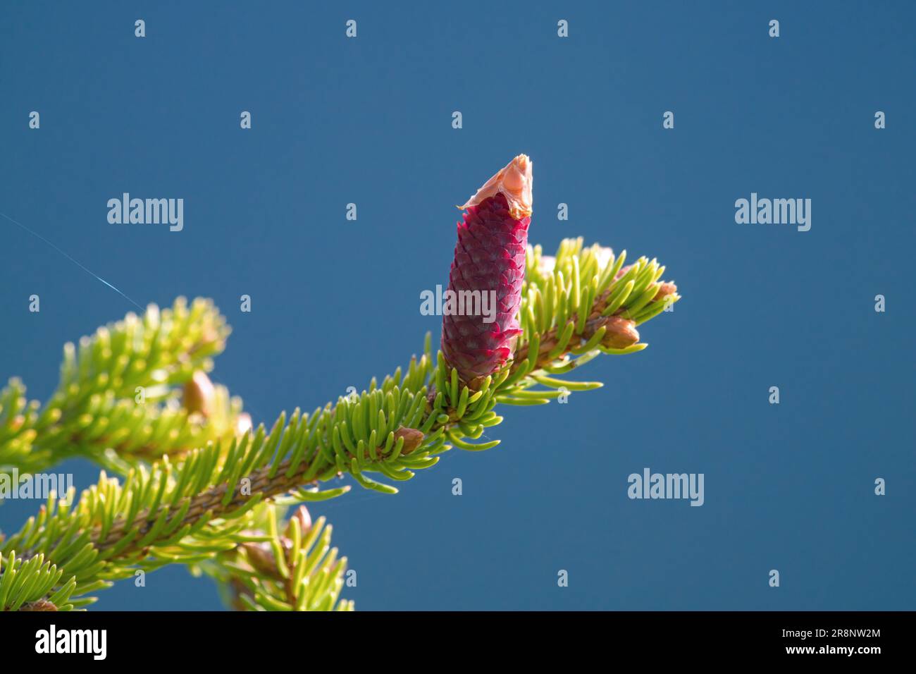 Piny woods hi-res stock photography and images - Alamy