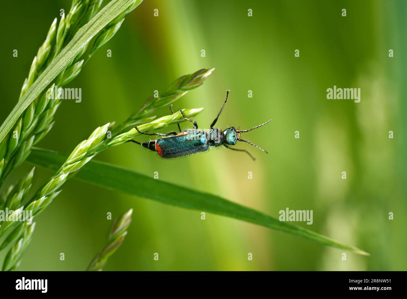 Malachite Beetle (Malachius bipustulatus) crawling artistically on ...
