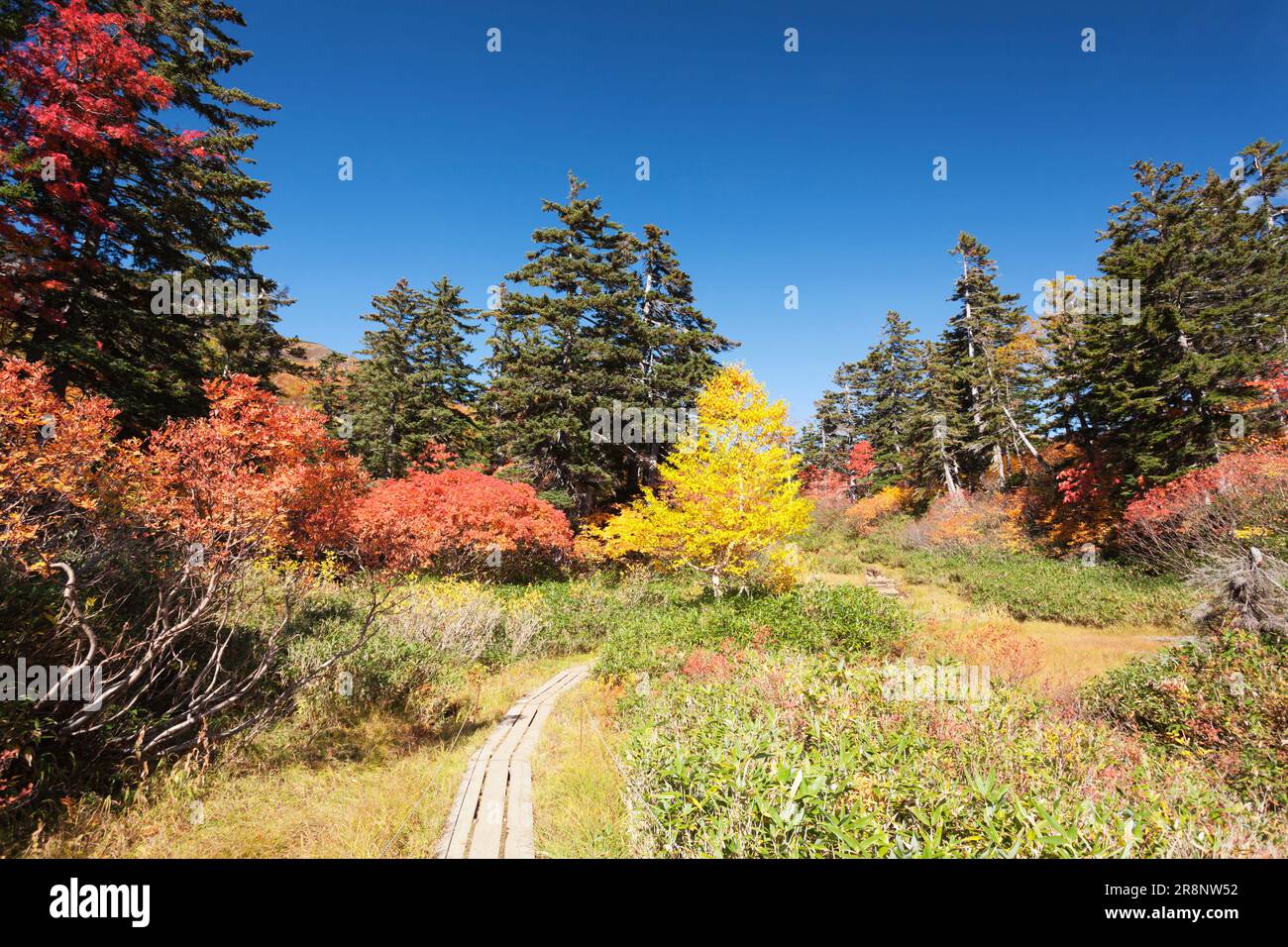 Kogennuma hi-res stock photography and images - Alamy