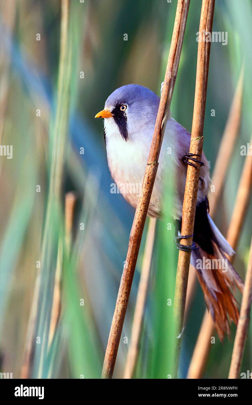 Bearded tit (Panurus biarmicus, male) from Vejlerne, northern Denmark ...
