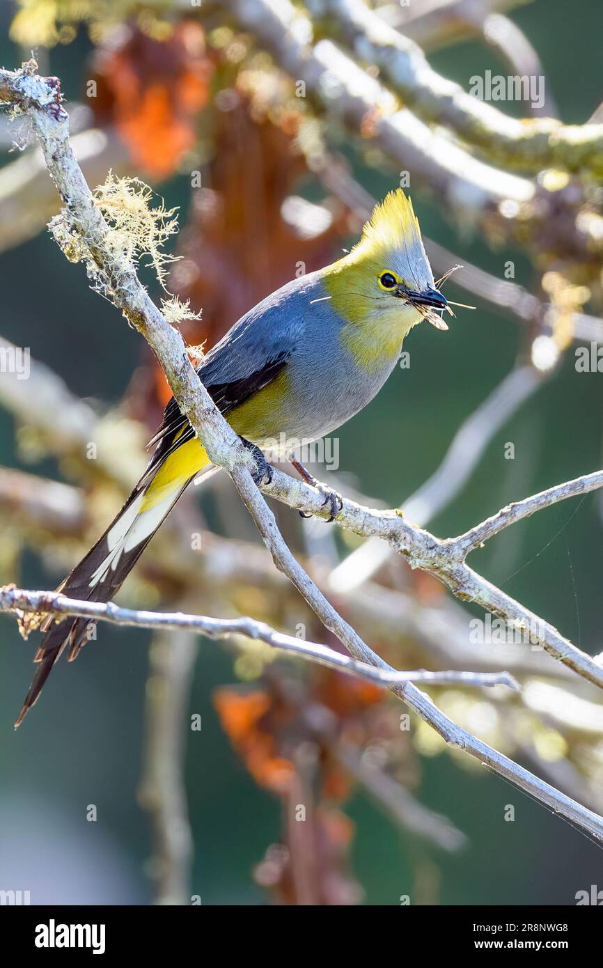 Long-tailed silky-flycatcher (Ptiliogonys caudatus) from San Gerardode ...