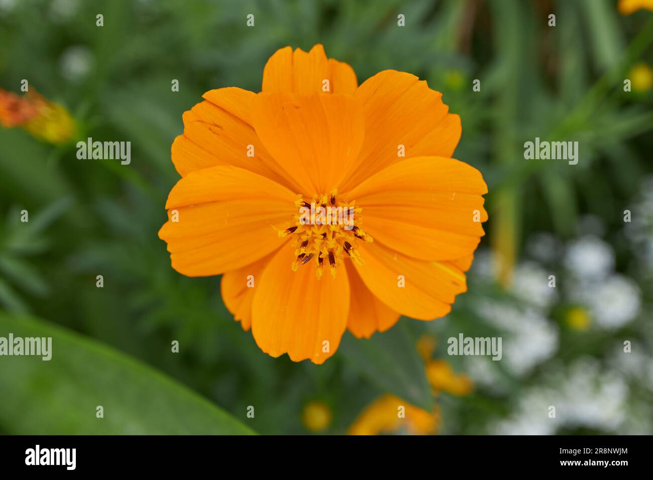 the flower of Cosmos Sulphureus Stock Photo - Alamy