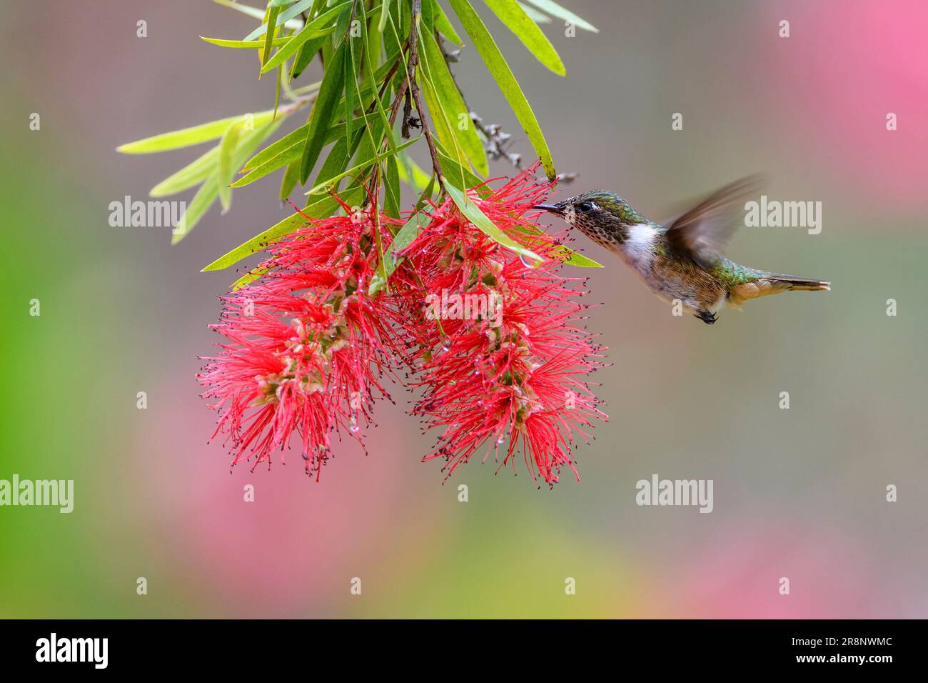 Scintillant hummingbird (Selasphorus scintilla) feeding from nectar at ...