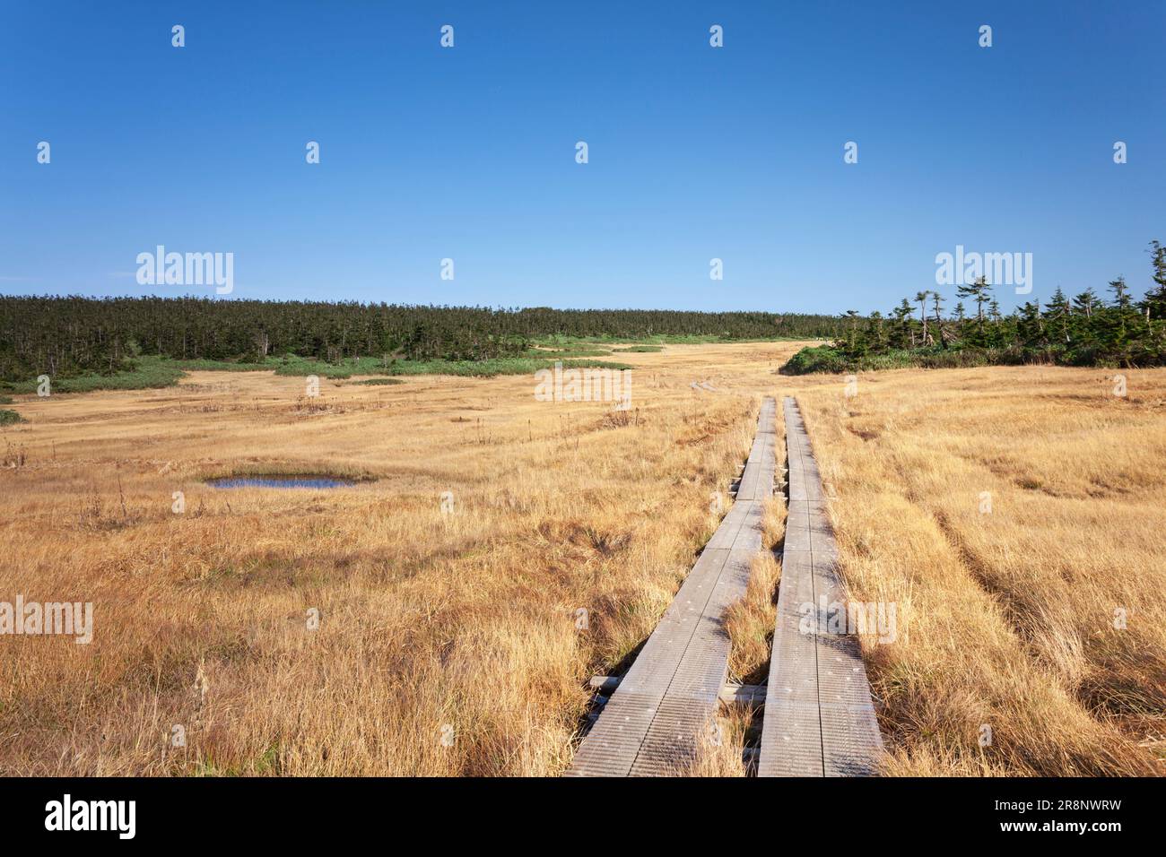 Hachimannuma swamp wetlands in fall Stock Photo - Alamy