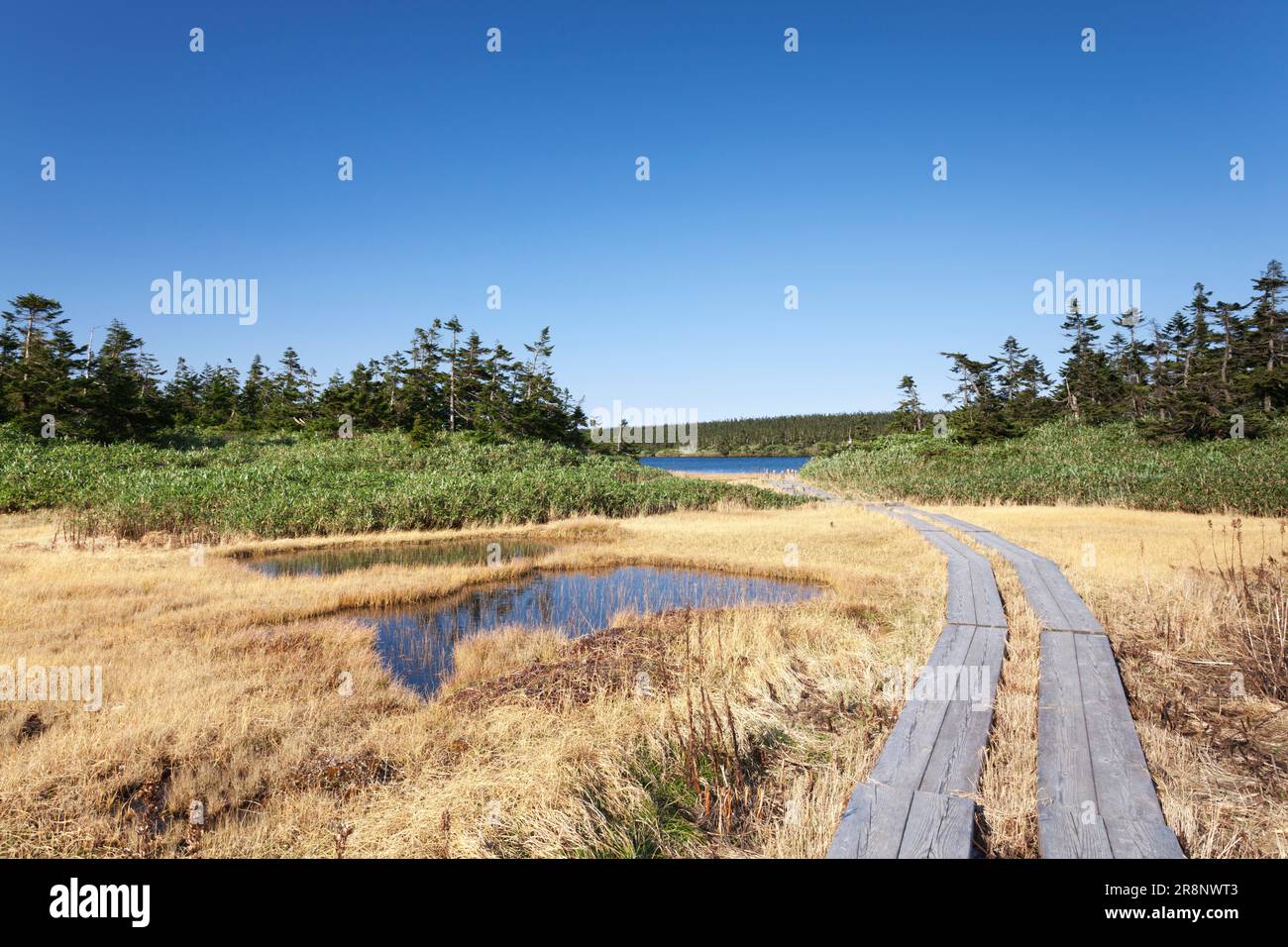 Hachimannuma swamp wetlands in fall Stock Photo - Alamy