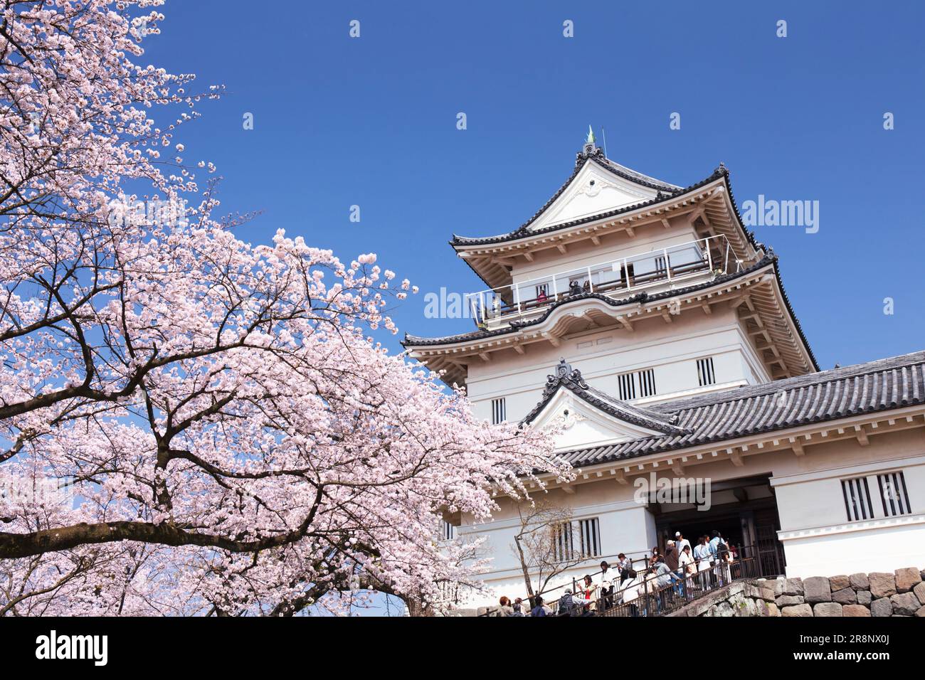 Odawara Castle castle tower and cherry in full bloom Stock Photo - Alamy