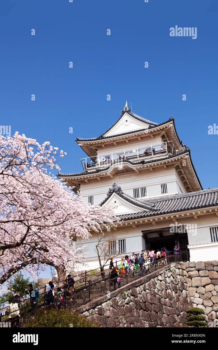 Odawara Castle castle tower and cherry in full bloom Stock Photo - Alamy