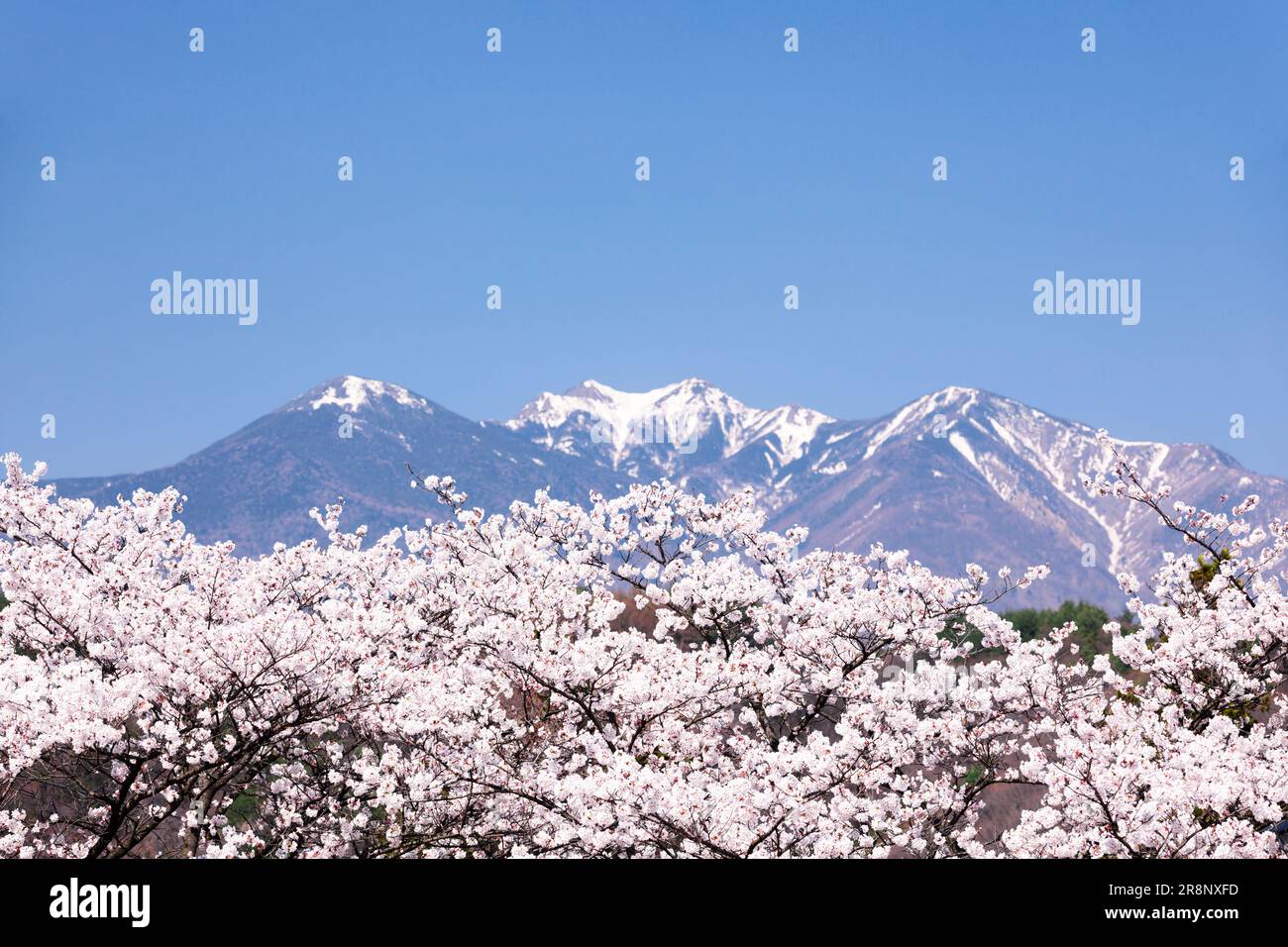 Mt.Yatsugatake and cherry blossoms Stock Photo - Alamy