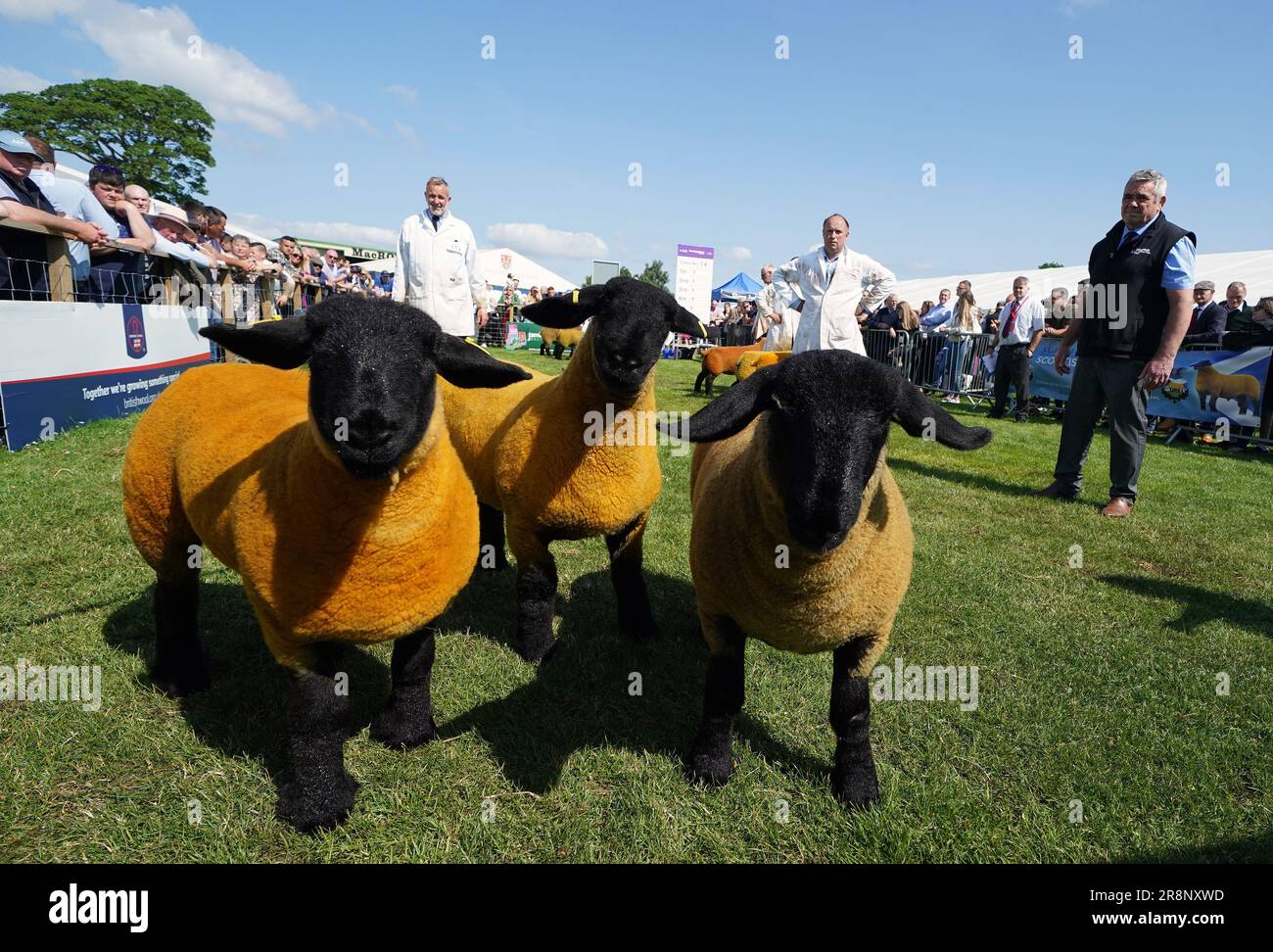 Suffolk sheep are judged at the Royal Highland Centre in Ingliston ...