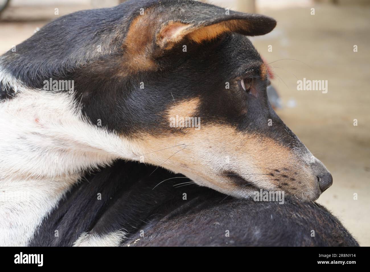 Skeptic sad border collie dog thinking & dont know what to do in park ...