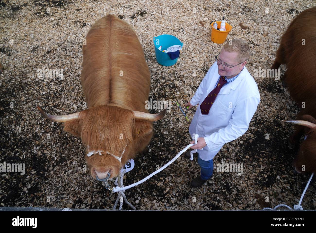 A Highland cow waits to enter the judging ring at the Royal Highland ...