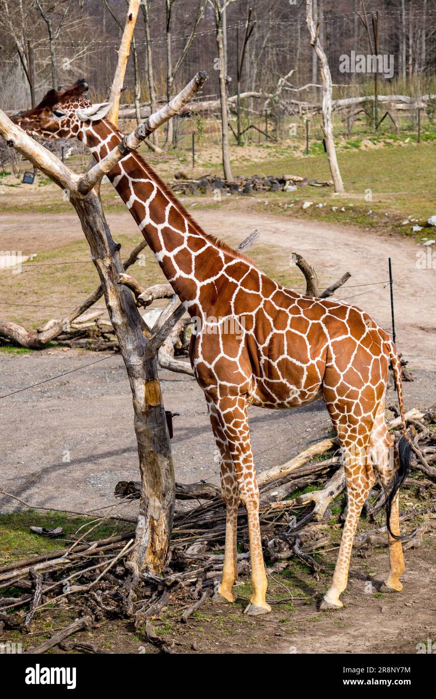 A majestic giraffe standing in an outdoor enclosure, reaching its long ...