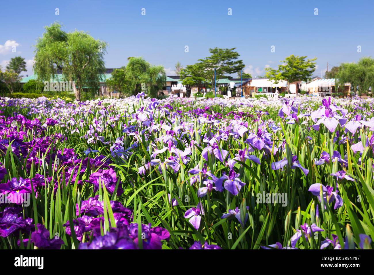 Hanashobu flower hi-res stock photography and images - Alamy