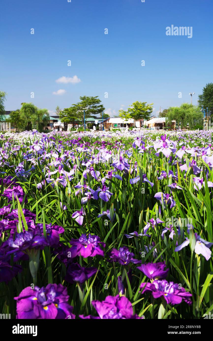 Hanashobu flower hi-res stock photography and images - Alamy