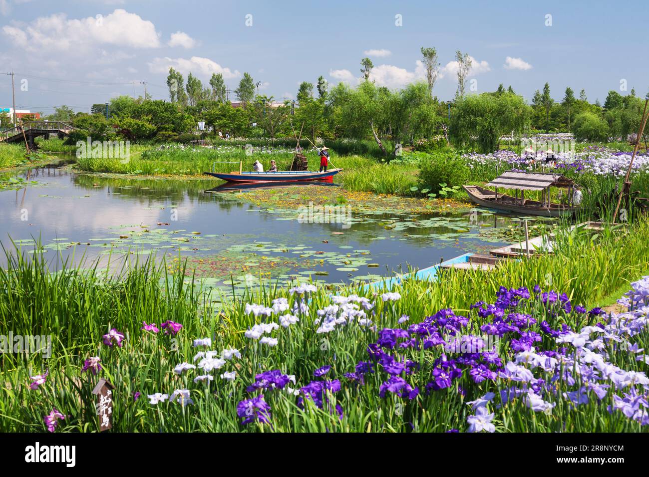 Hanashobu flower hi-res stock photography and images - Alamy