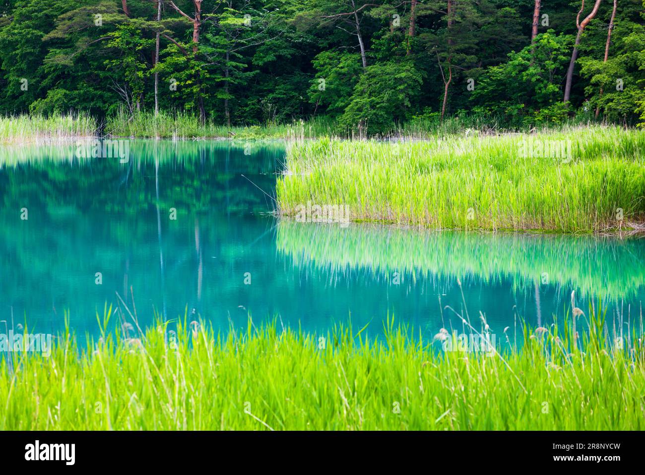 Benten-numa in Urabandai Goshikinuma Stock Photo - Alamy