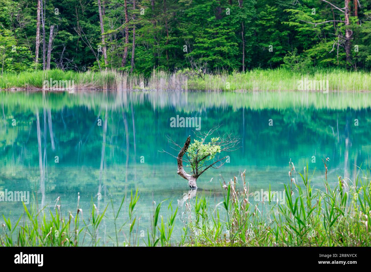 Benten-numa in Urabandai Goshikinuma Stock Photo - Alamy