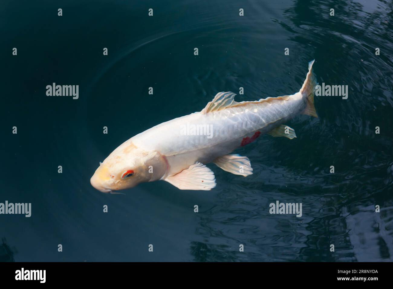 Heart carp in Bishamon-numa Stock Photo - Alamy