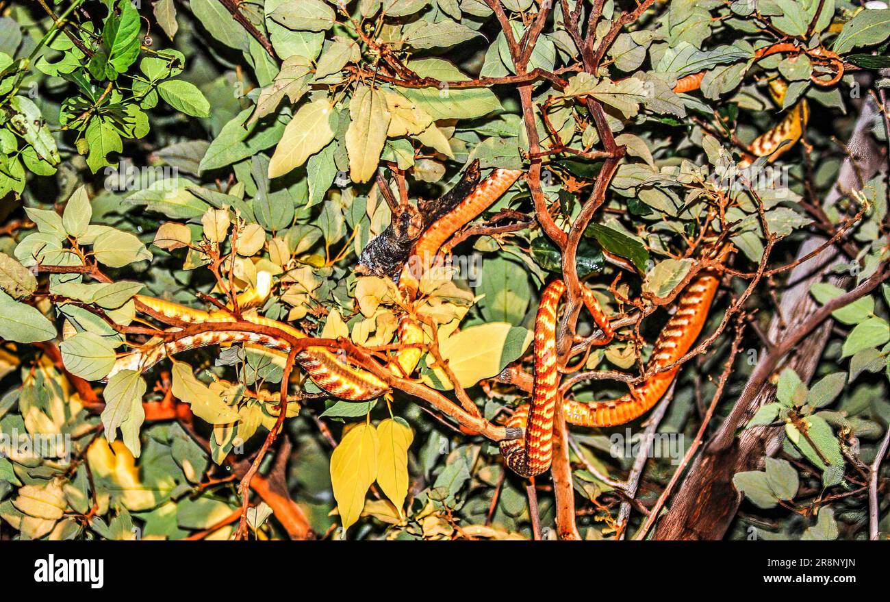 Bat eating snakes Stock Photo - Alamy
