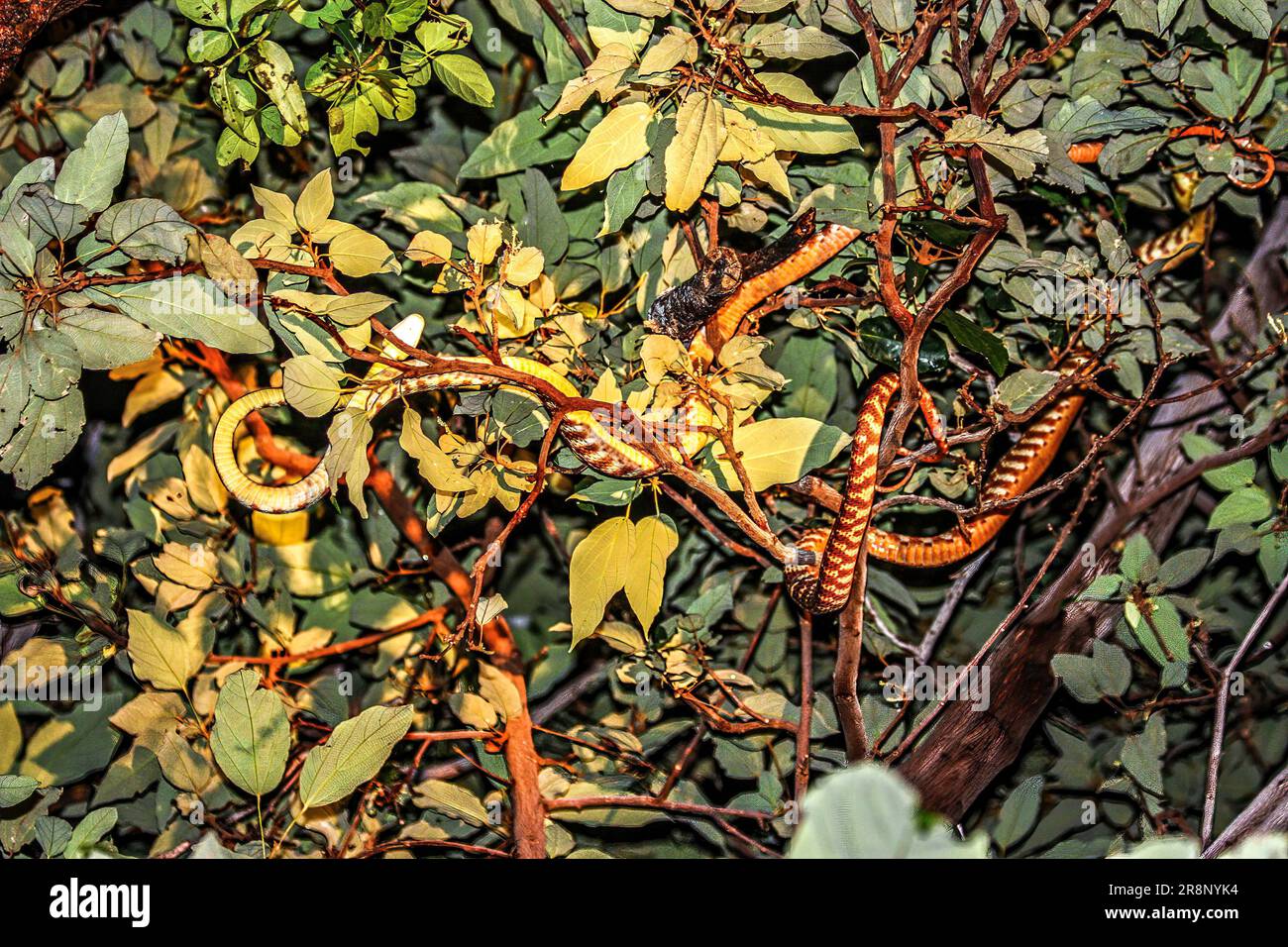 Bat eating snakes Stock Photo - Alamy