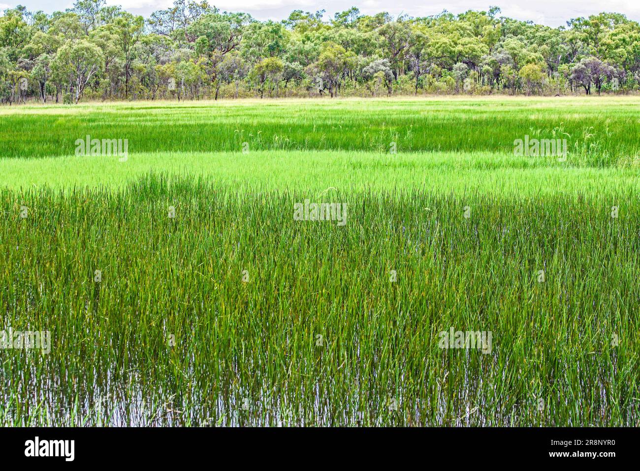 Australian swamp hi-res stock photography and images - Alamy