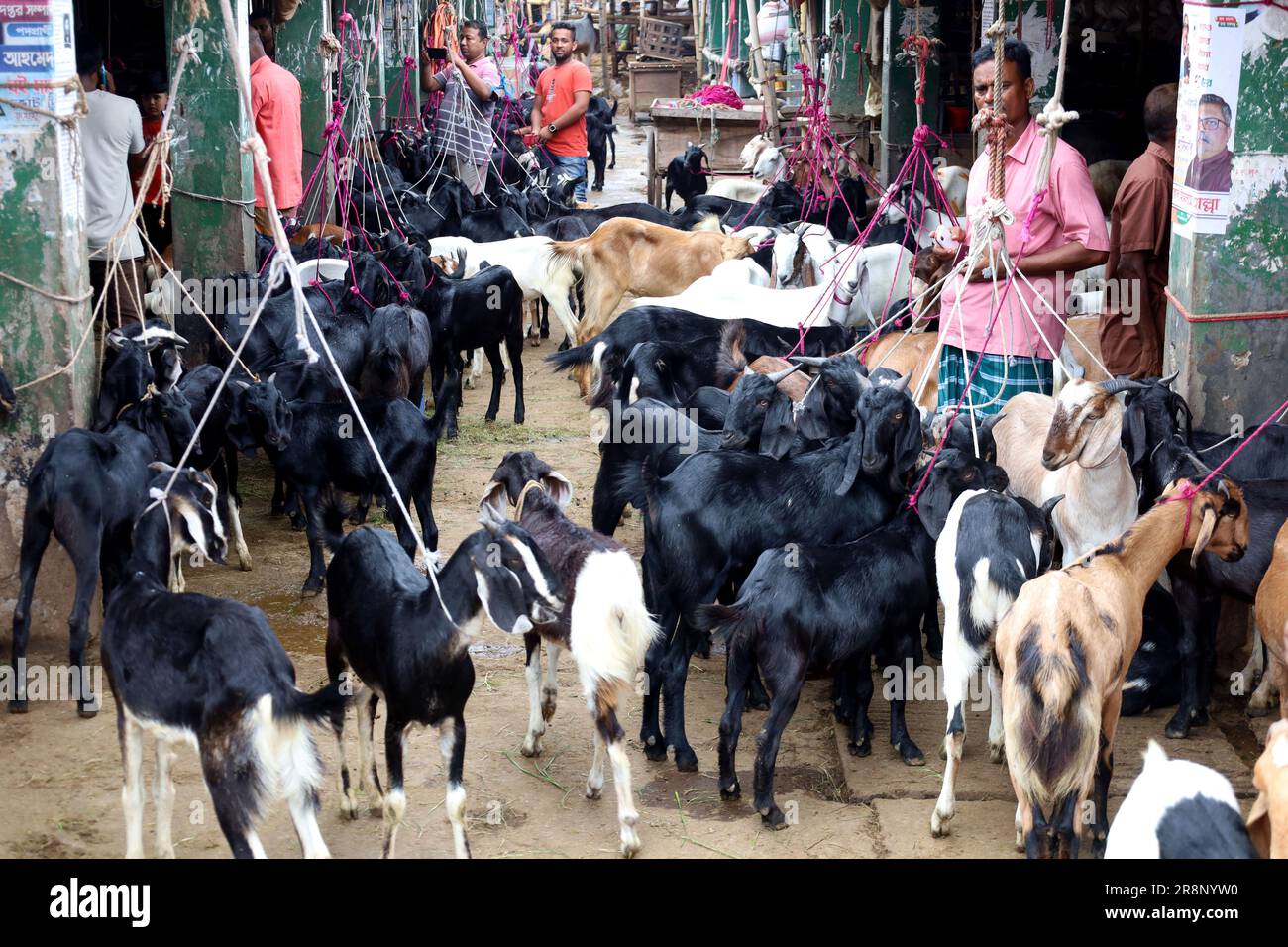 Dhaka, Dhaka, Bangladesh. 22nd June, 2023. Every year on the occasion of the holy Eid-ul-Adha, a ...