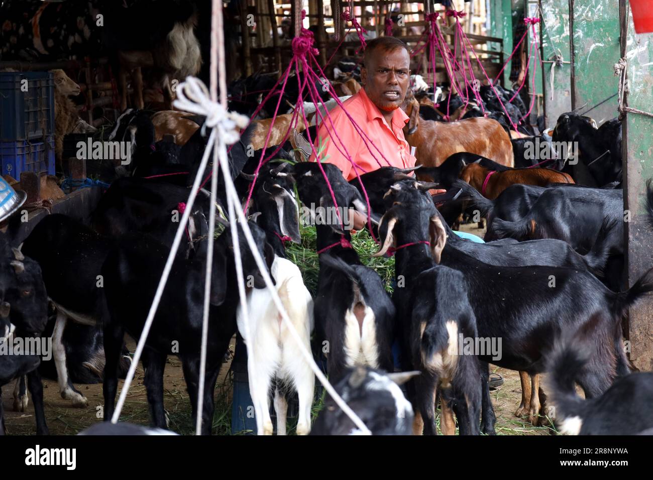 Dhaka, Dhaka, Bangladesh. 22nd June, 2023. Every year on the occasion of the holy Eid-ul-Adha, a ...