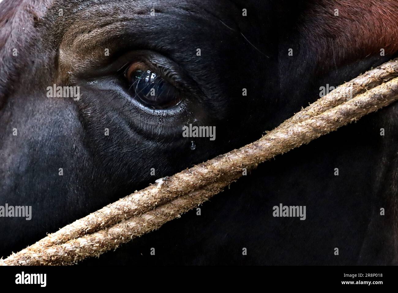 Dhaka, Dhaka, Bangladesh. 22nd June, 2023. Every year on the occasion of the holy Eid-ul-Adha, a ...