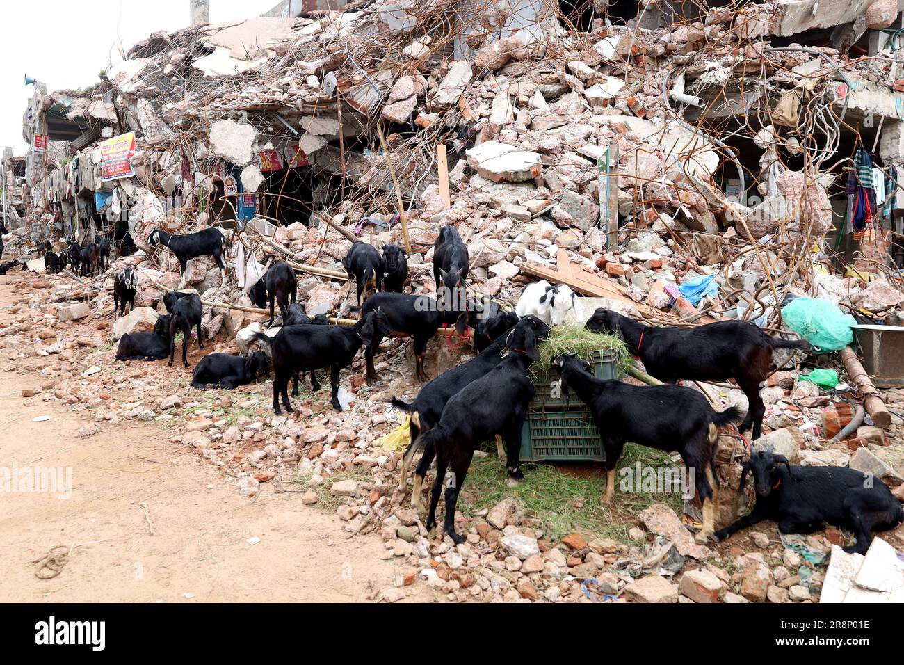 Dhaka, Dhaka, Bangladesh. 22nd June, 2023. Every year on the occasion of the holy Eid-ul-Adha, a ...