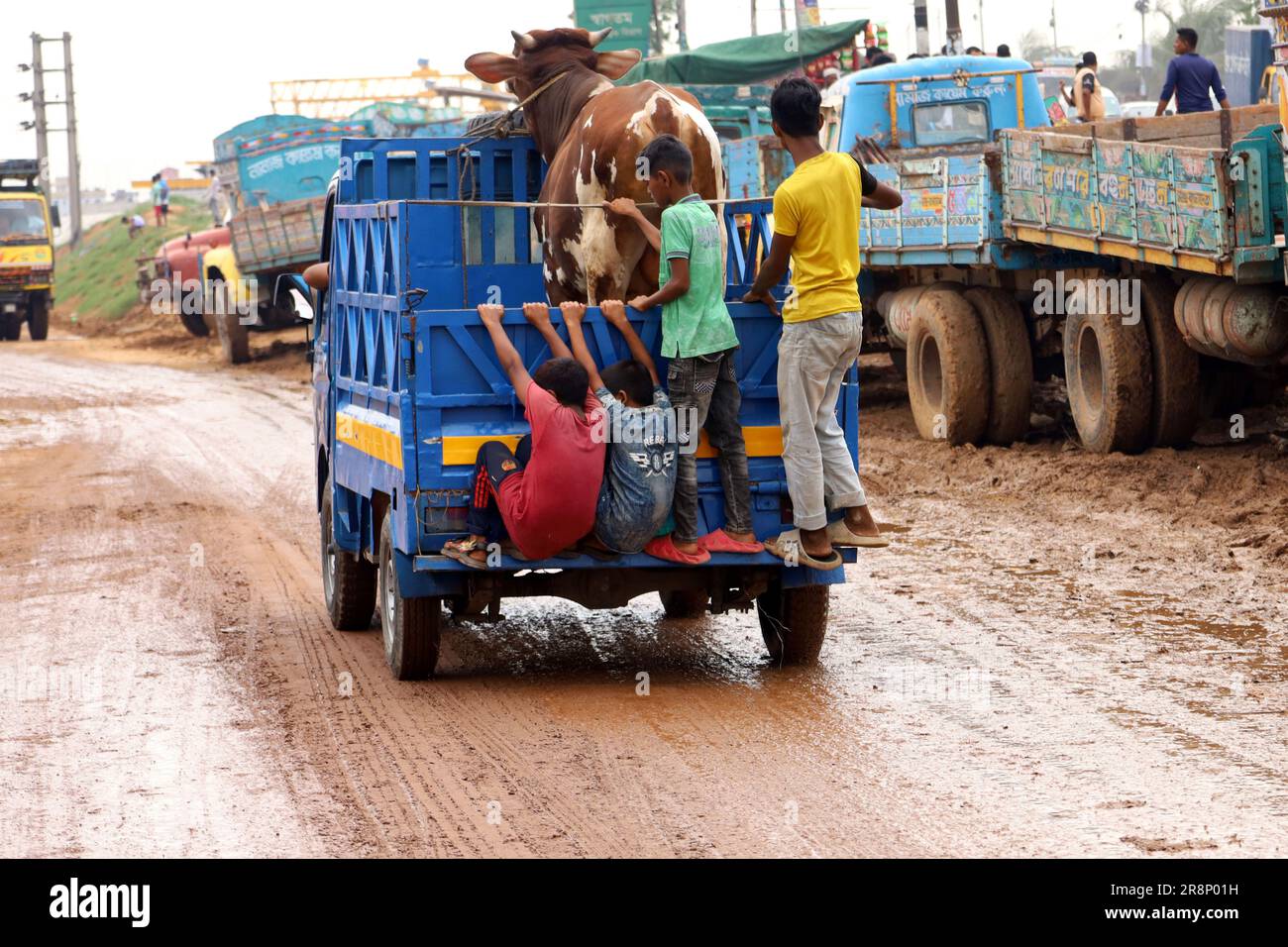 Dhaka, Dhaka, Bangladesh. 22nd June, 2023. Every year on the occasion of the holy Eid-ul-Adha, a ...