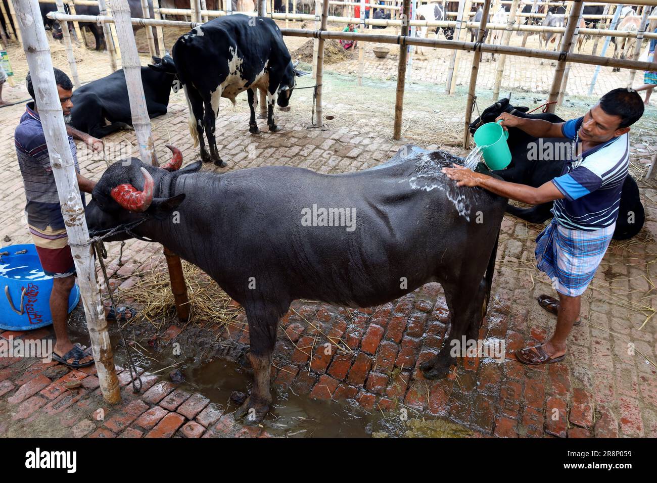 Dhaka, Dhaka, Bangladesh. 22nd June, 2023. Every year on the occasion of the holy Eid-ul-Adha, a ...