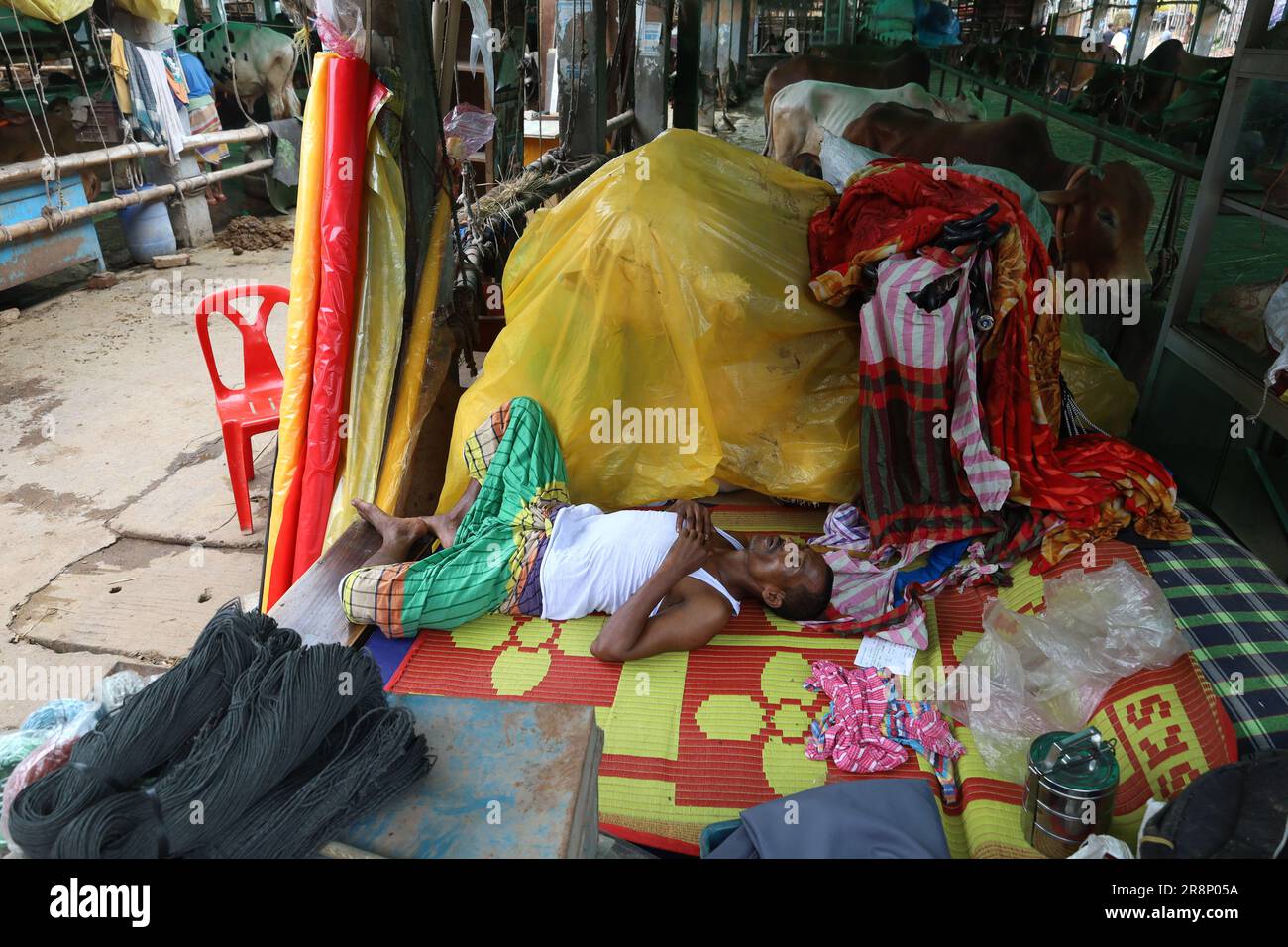 Dhaka, Dhaka, Bangladesh. 22nd June, 2023. Every year on the occasion of the holy Eid-ul-Adha, a ...