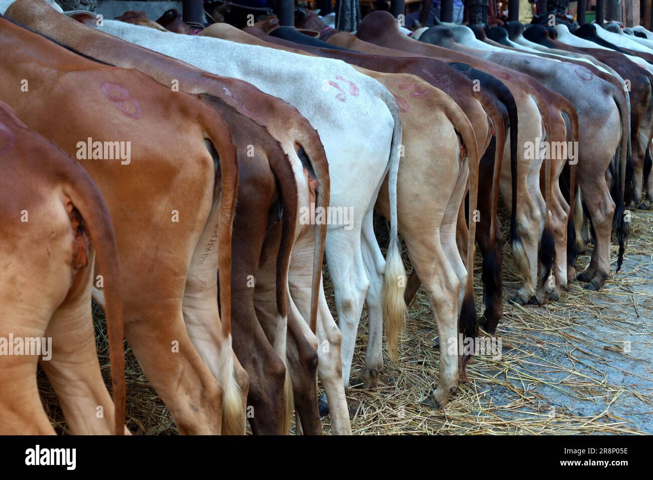 Dhaka, Dhaka, Bangladesh. 22nd June, 2023. Every year on the occasion of the holy Eid-ul-Adha, a ...
