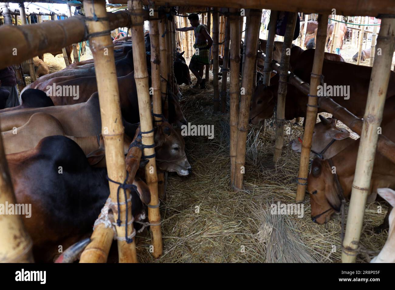 Dhaka, Dhaka, Bangladesh. 22nd June, 2023. Every year on the occasion of the holy Eid-ul-Adha, a ...