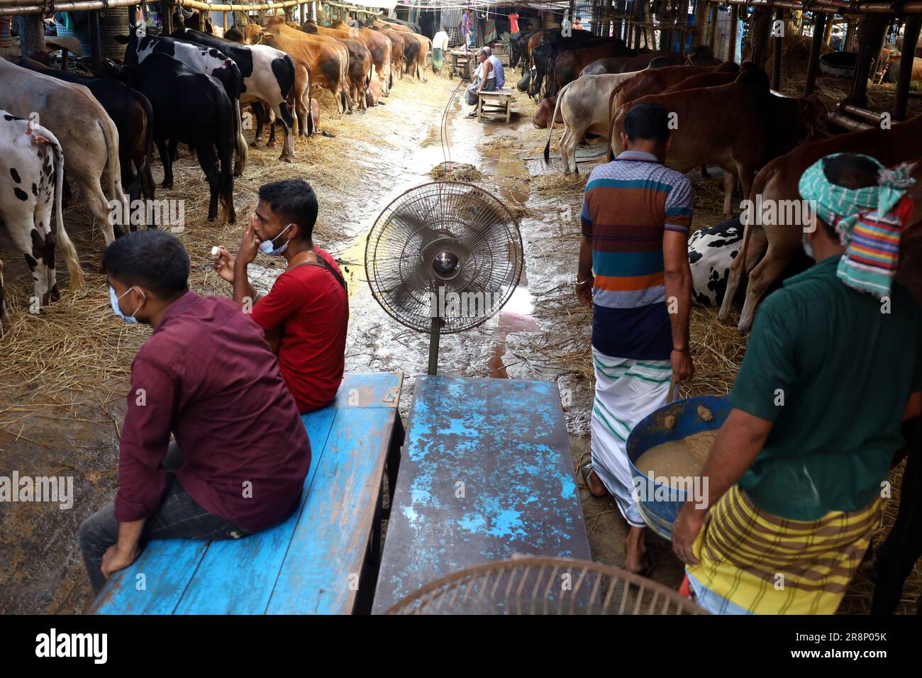 Dhaka, Dhaka, Bangladesh. 22nd June, 2023. Every year on the occasion of the holy Eid-ul-Adha, a ...