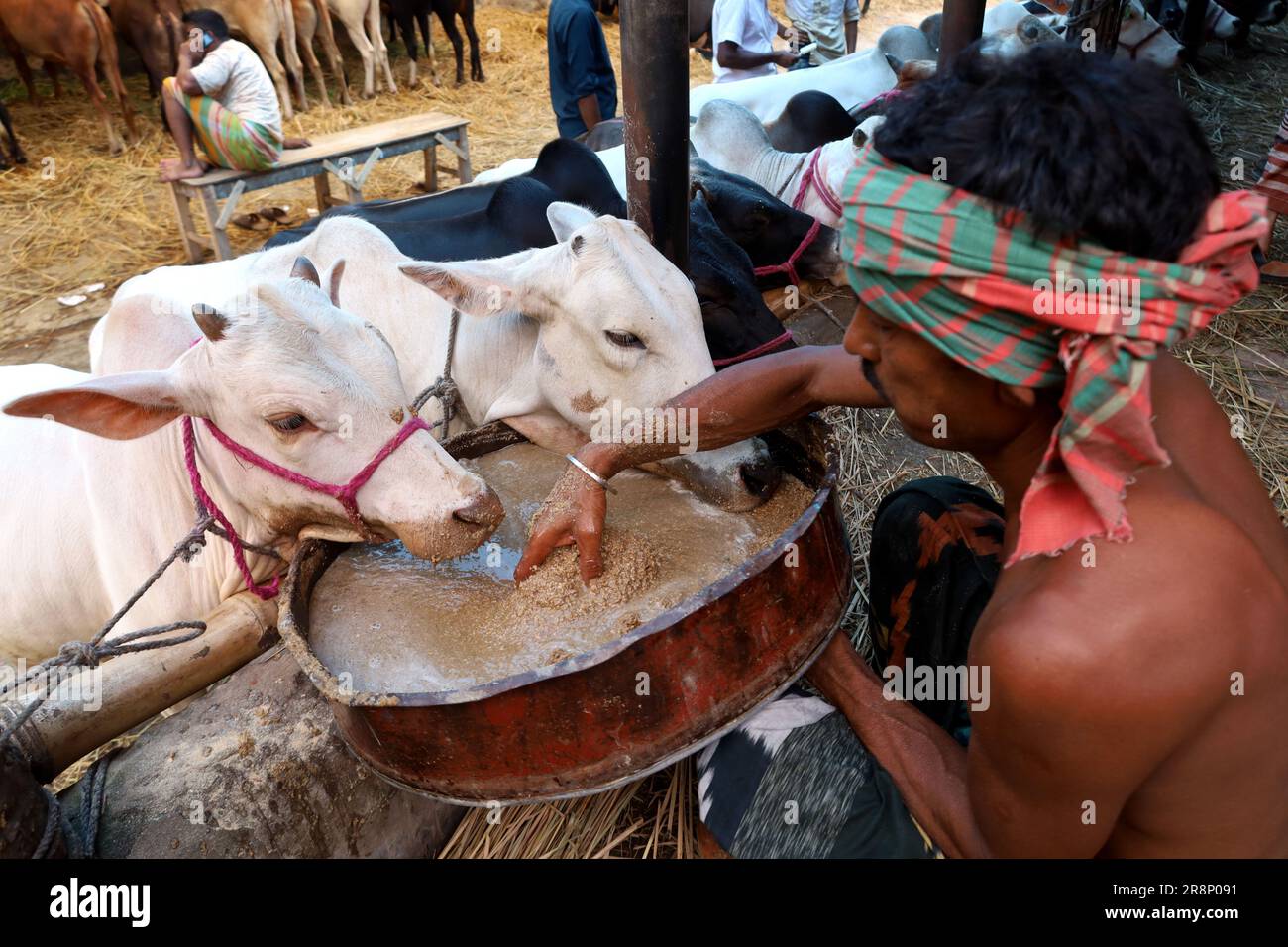 Dhaka, Dhaka, Bangladesh. 22nd June, 2023. Every year on the occasion of the holy Eid-ul-Adha, a ...