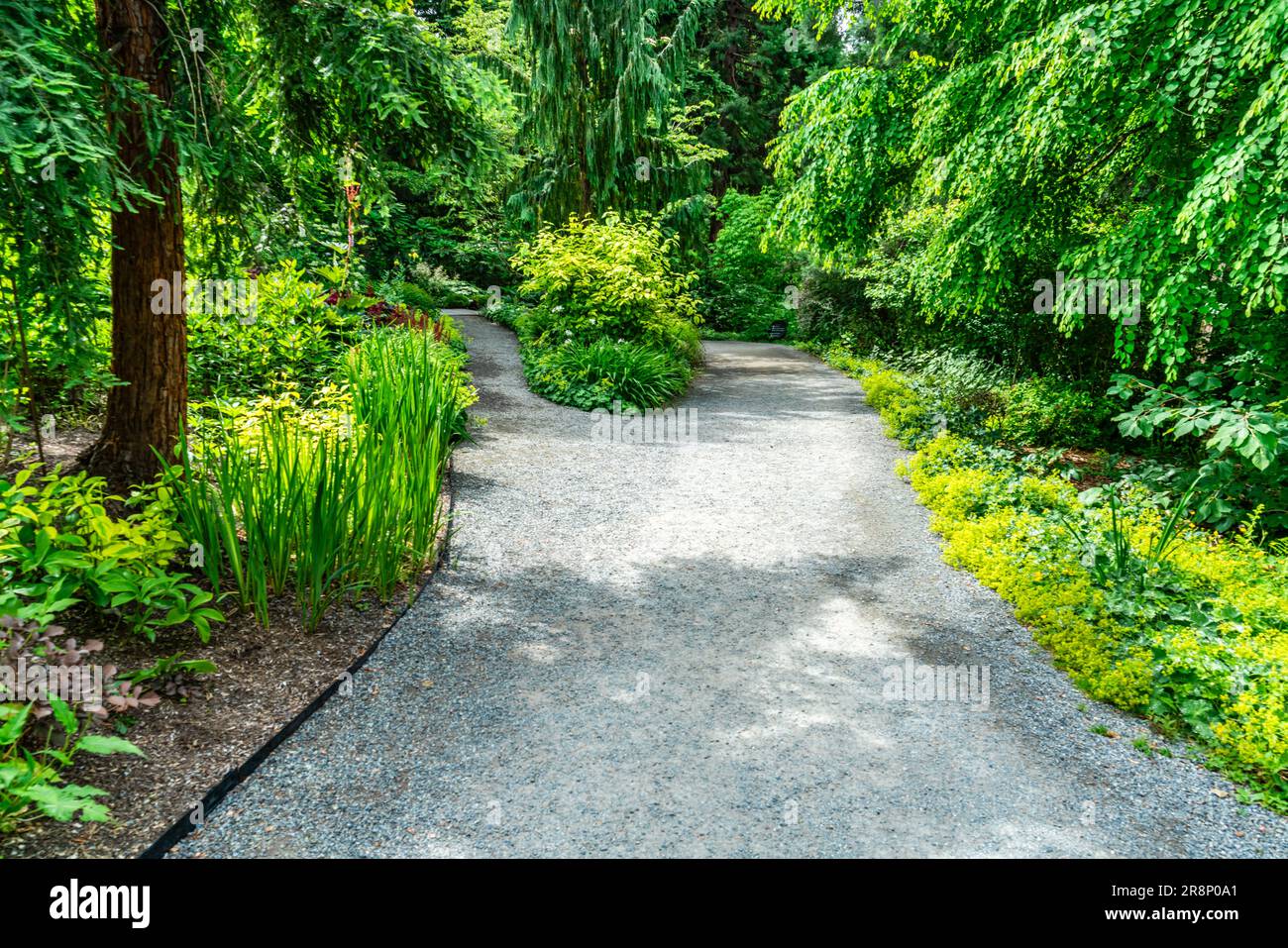 A path with plants at a garden in Bellevue, Washington Stock Photo - Alamy