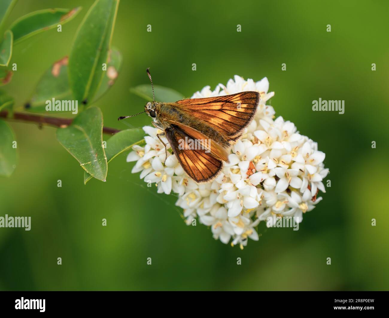 Large Skipper Butterfly on Wild Privit Blossom Stock Photo - Alamy