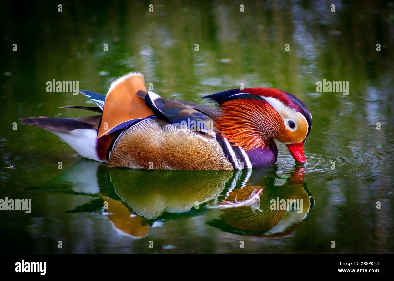 mandarin duck in the water Stock Photo - Alamy