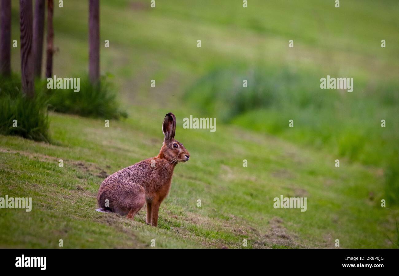 Hare isolated lepus hi-res stock photography and images - Alamy