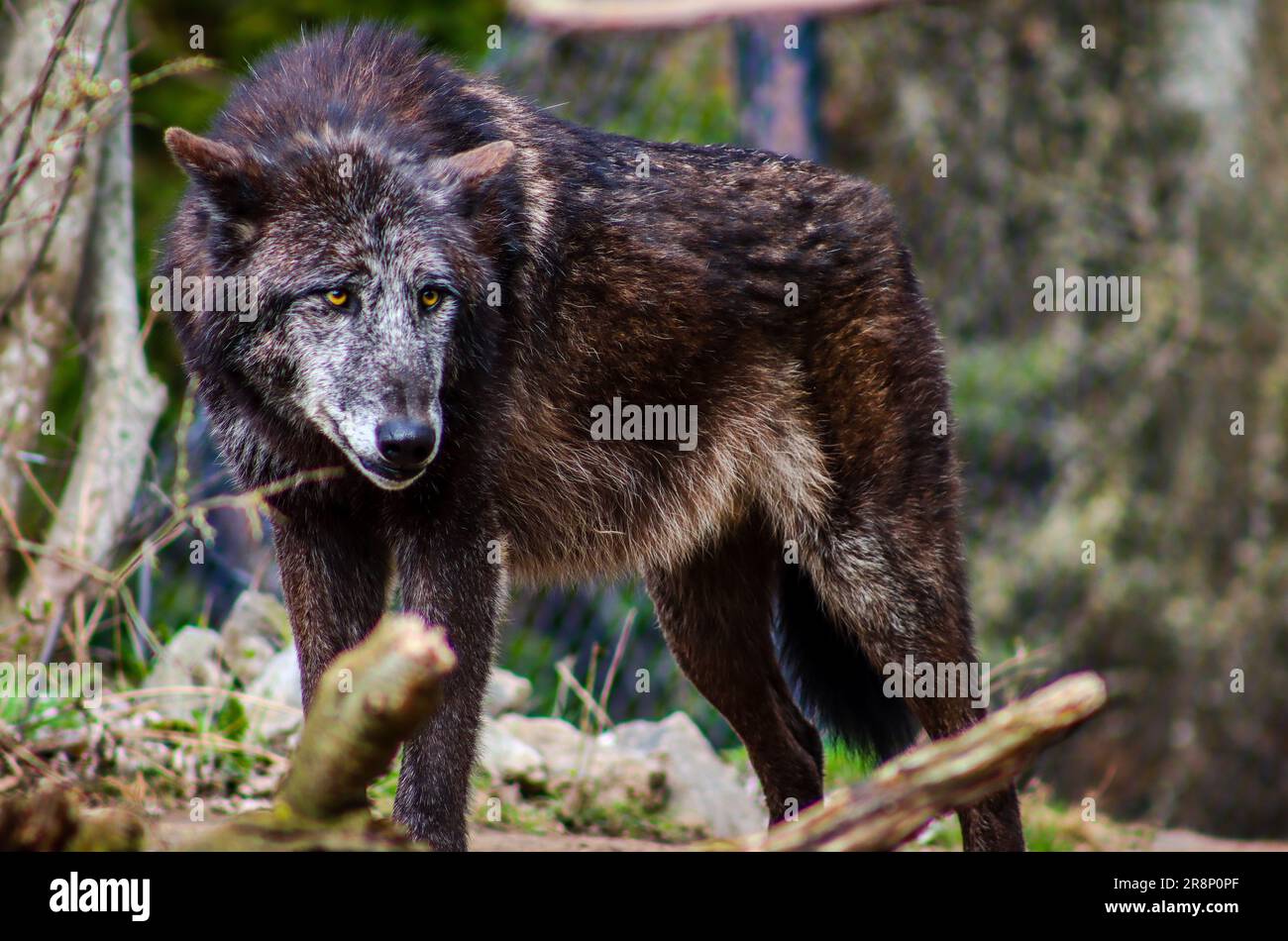 grey wolf in a closeup Stock Photo - Alamy
