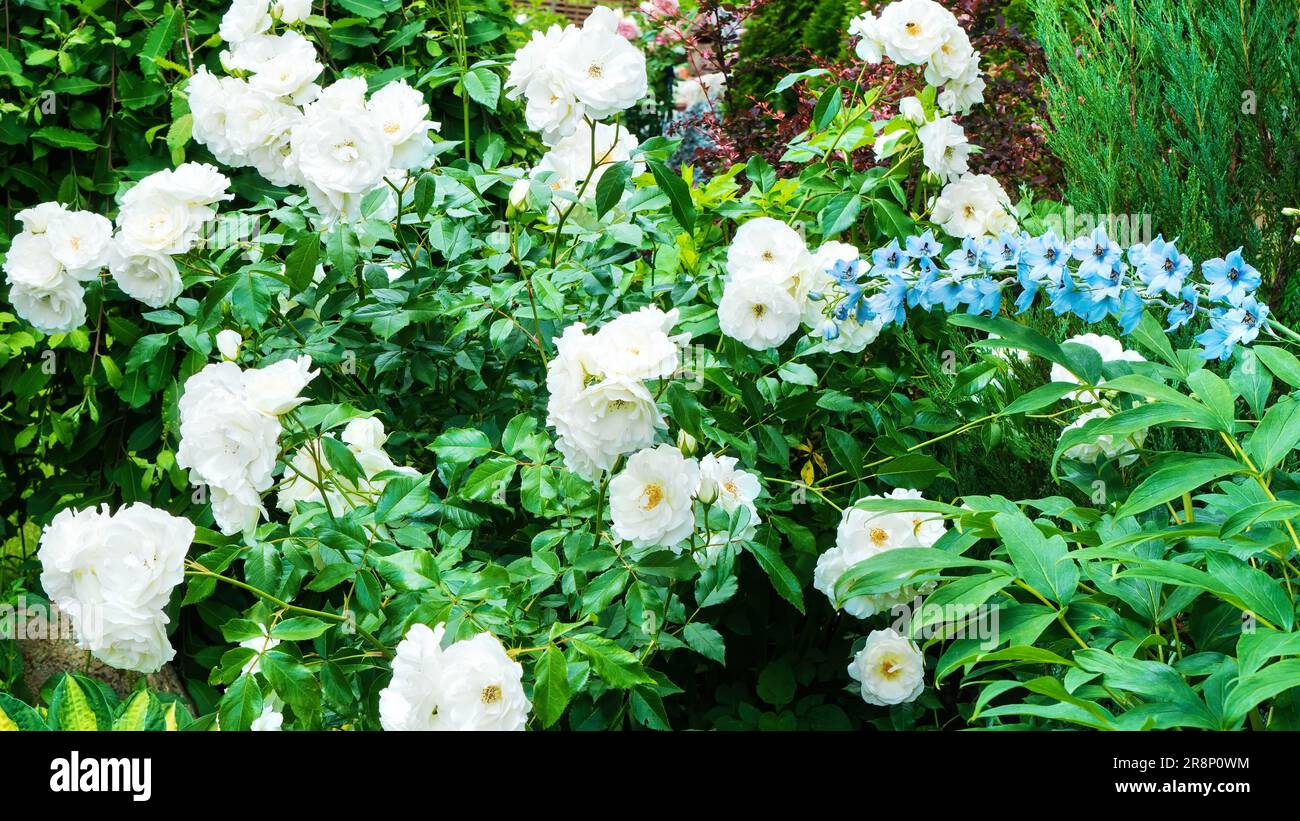 White roses and blue delphinium in mixed border close up photo with ...