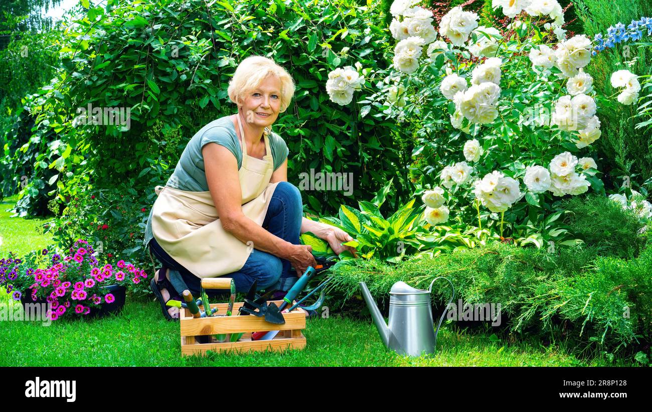 Landscape designer at work. A senior lady is working in the garden with ...