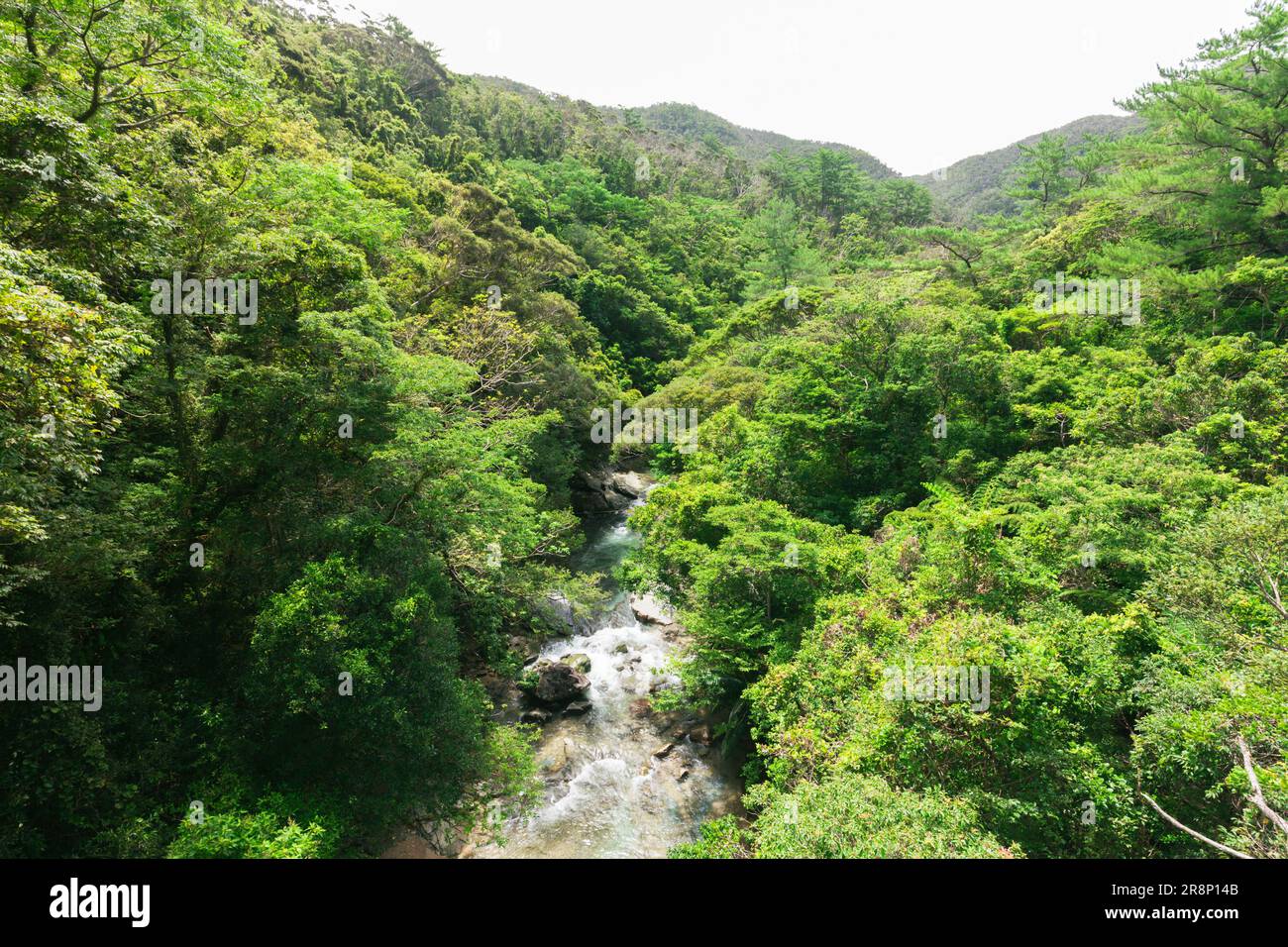 Yanbaru no mori hi-res stock photography and images - Alamy