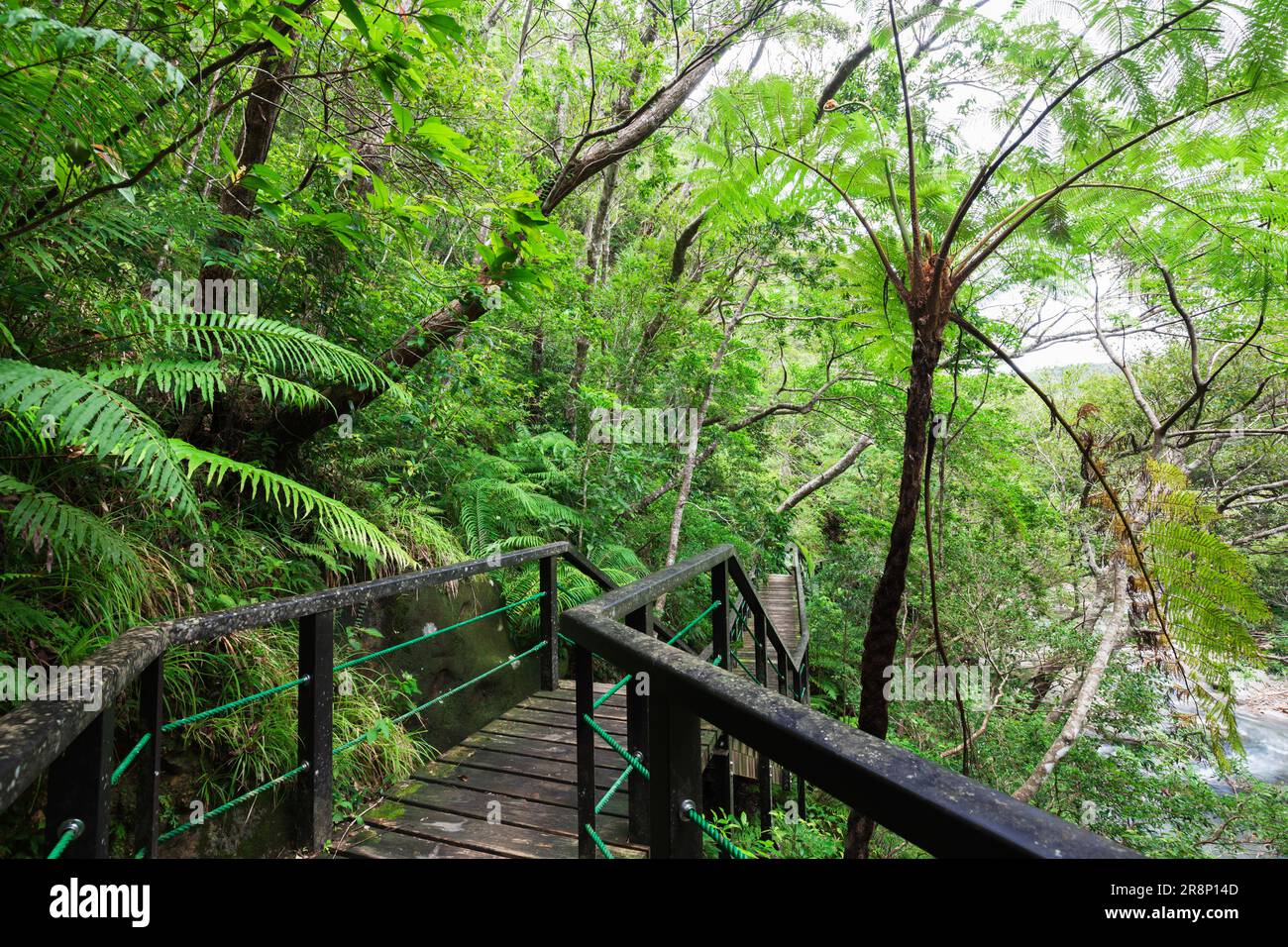 Yanbaru no mori hi-res stock photography and images - Alamy