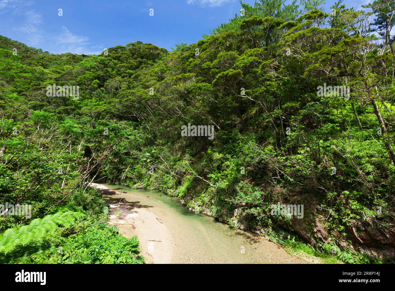 Yanbaru no mori hi-res stock photography and images - Alamy