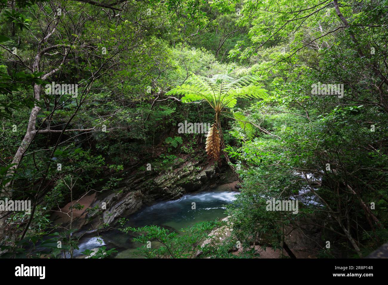 Yanbaru no mori hi-res stock photography and images - Alamy