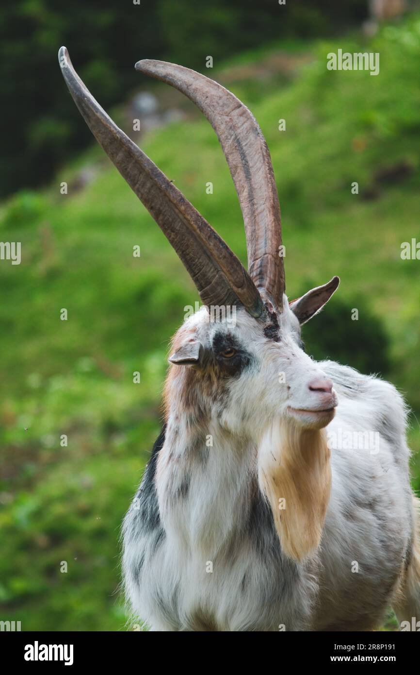 old goat buck with long horns and goatee on a green mountain meadow at ...