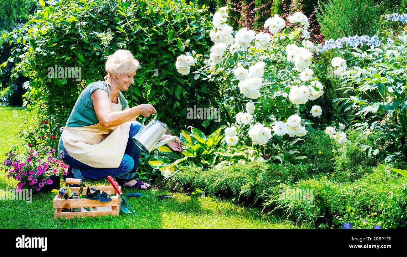 A smiling elderly woman gardener is watering flowers in a mixed border ...